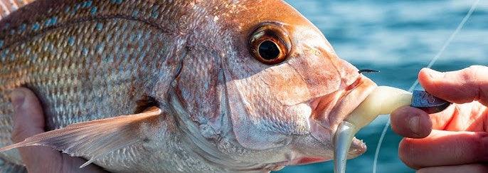 Softbaiting&Micro-jigging – ReelsDeal Fishing Sale NZ